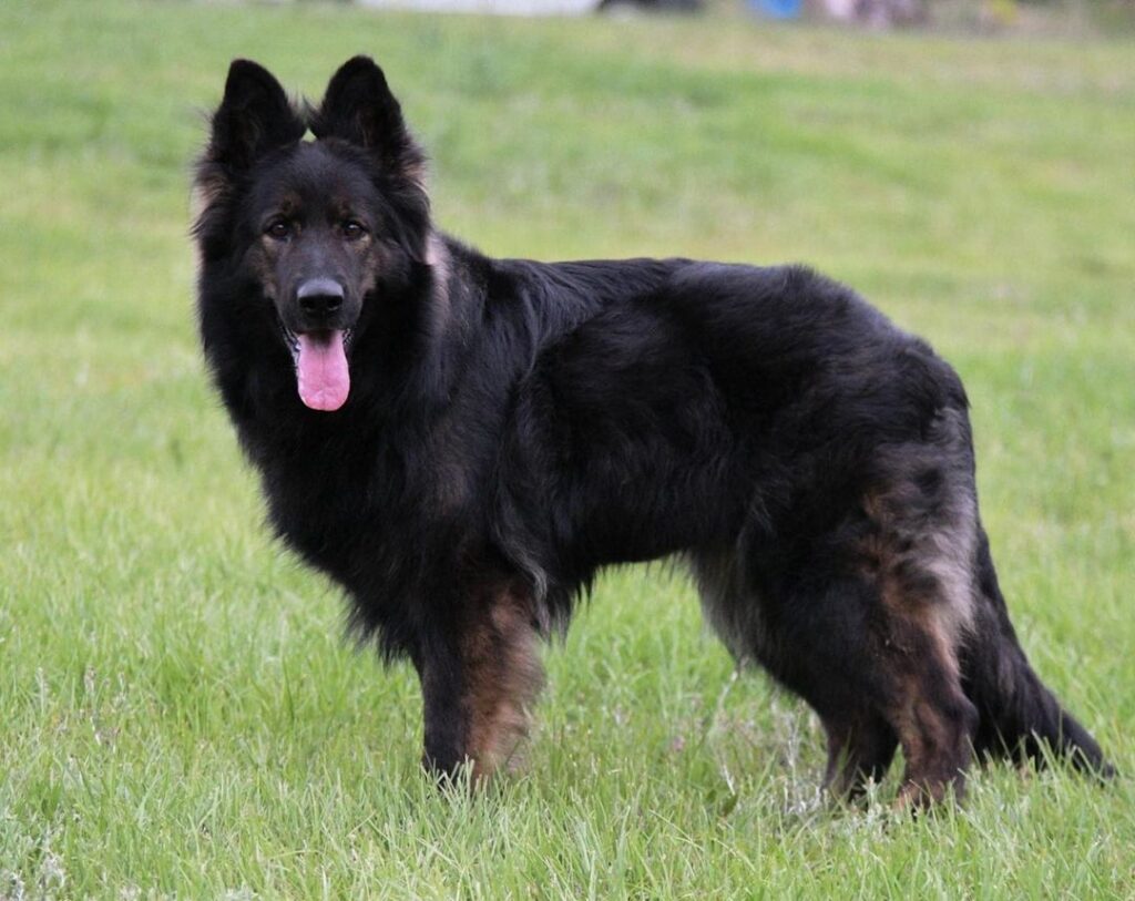 Unique Dog Black Sable German Shepherds | Global Pet Lovers