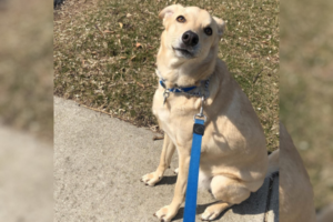The Joy Of Owning A Potcake Dog | Global Pet Lovers
