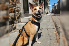 The Joy Of Owning A Potcake Dog | Global Pet Lovers