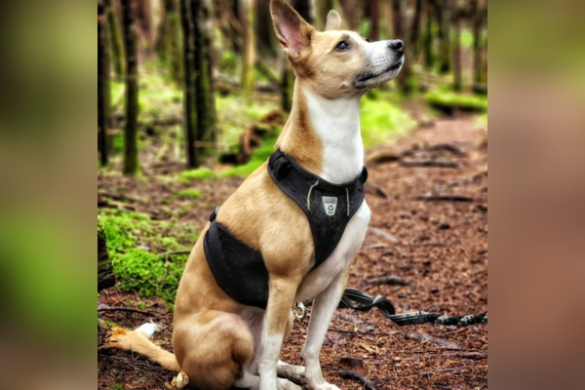The Joy Of Owning A Potcake Dog | Global Pet Lovers