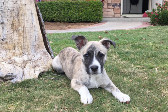Boxer Husky Mix: A Unique Breed Blend | Global Pet Lovers